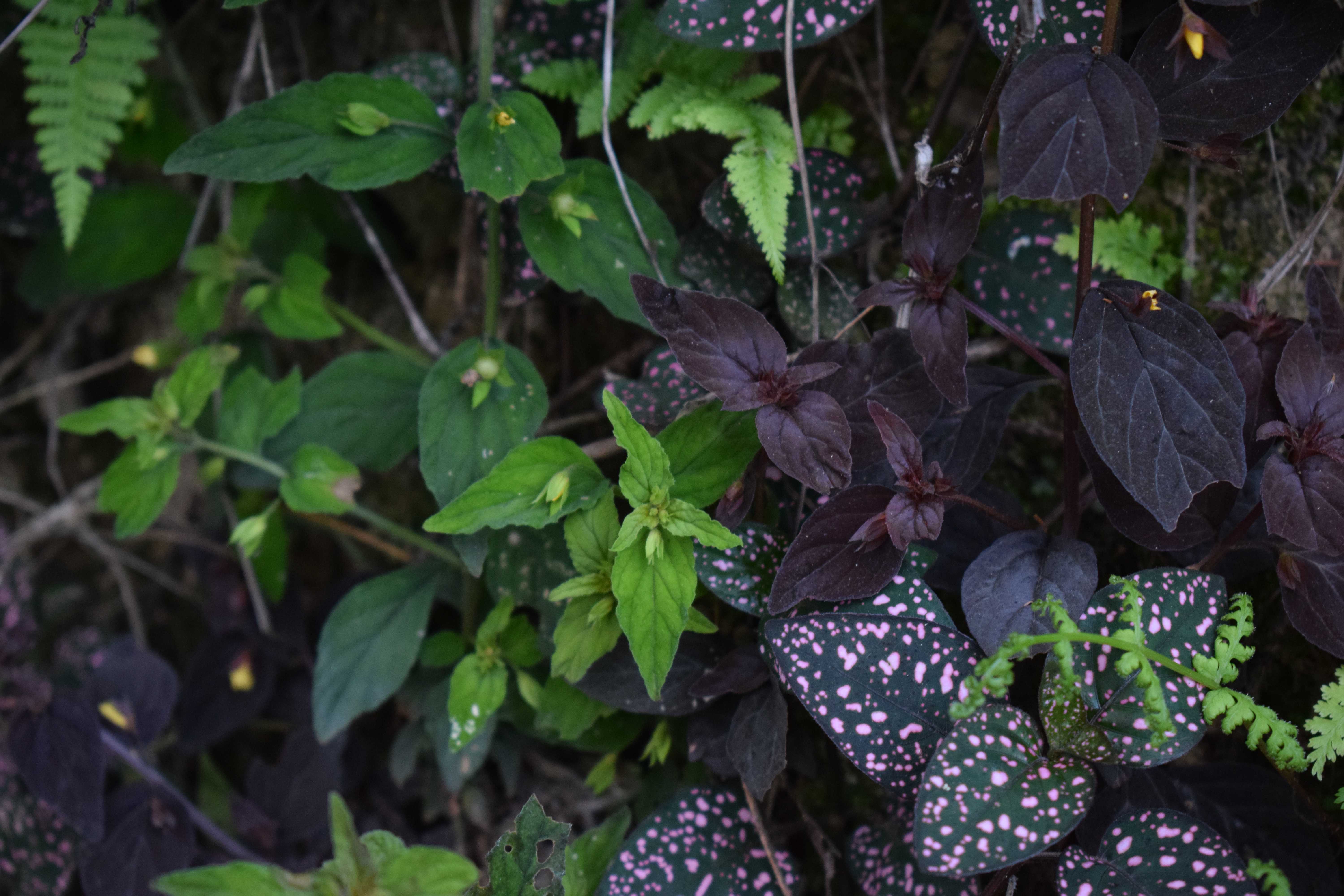 Green State Sikkim #SundayStills – Queen of Treasures