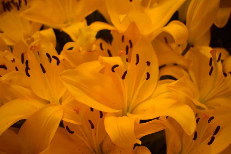 Xanthic Tones in Pictures – Queen of Treasures