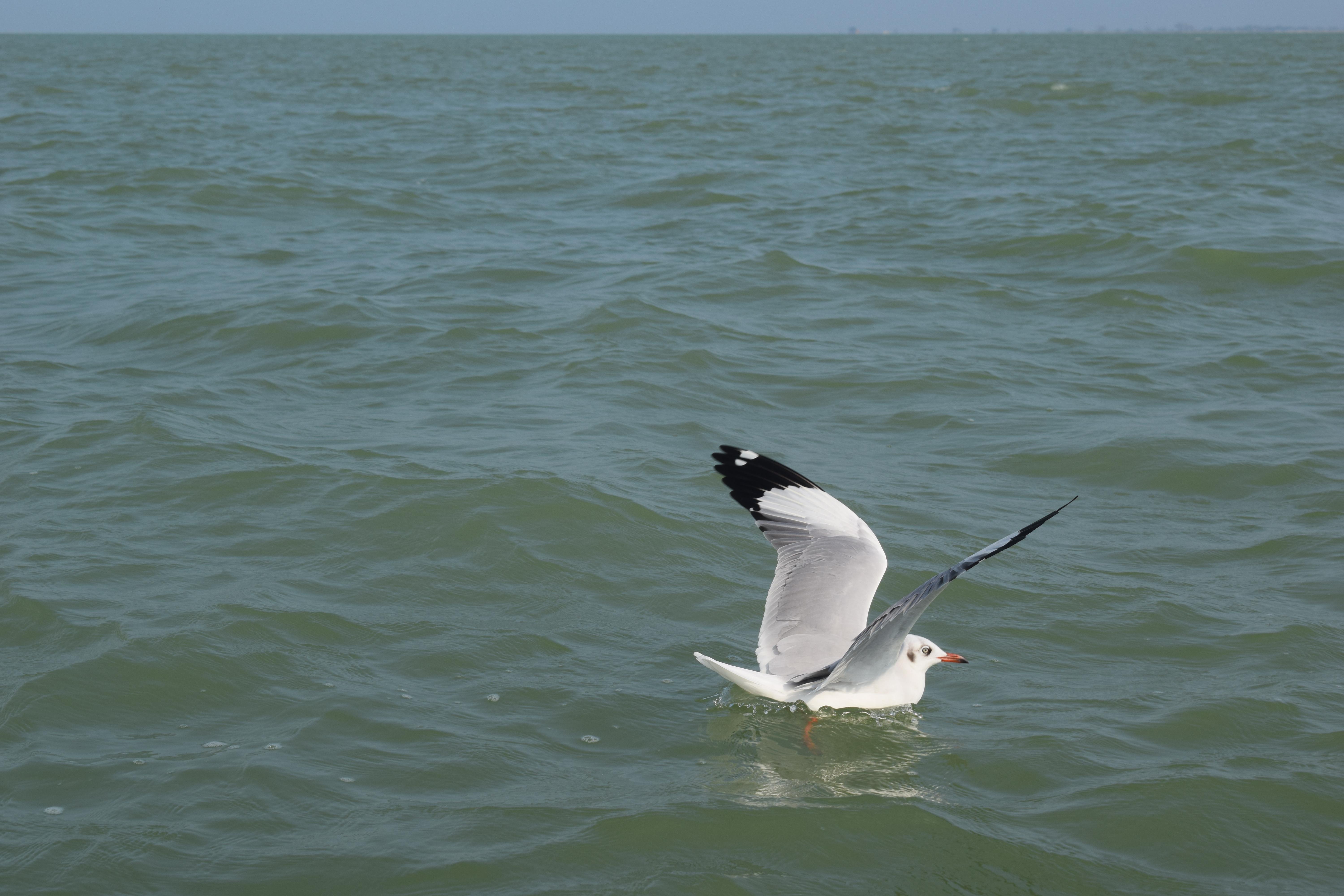 A Dive into Chilika Lake’s Ecosystem and Conservation Efforts – Queen ...