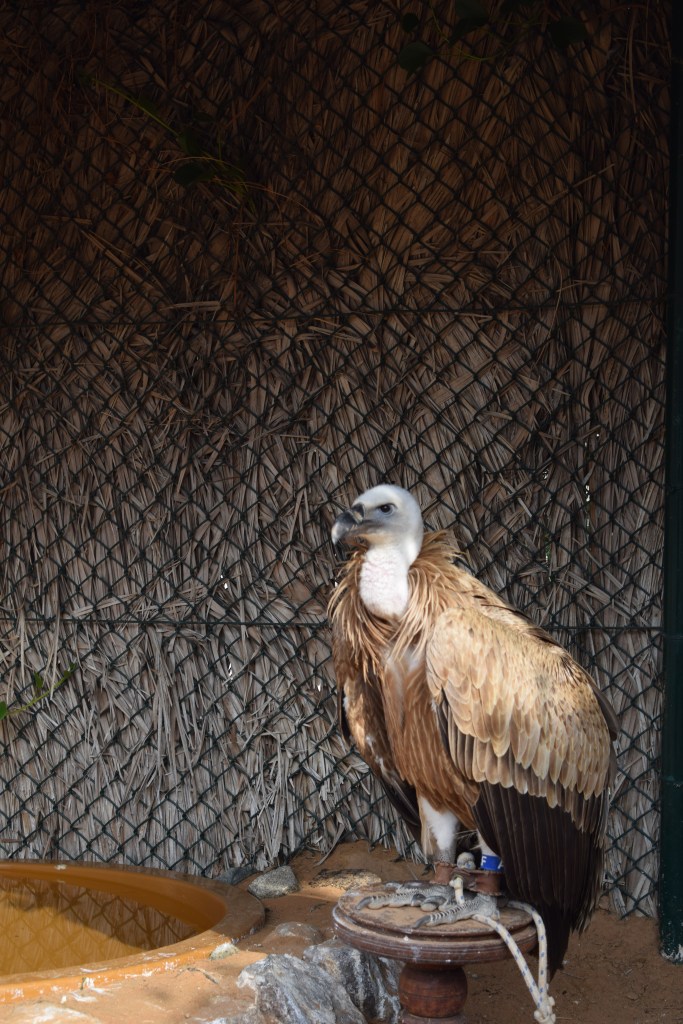 Exploring the Serene Nature Reserves in Sharjah – Queen of Treasures