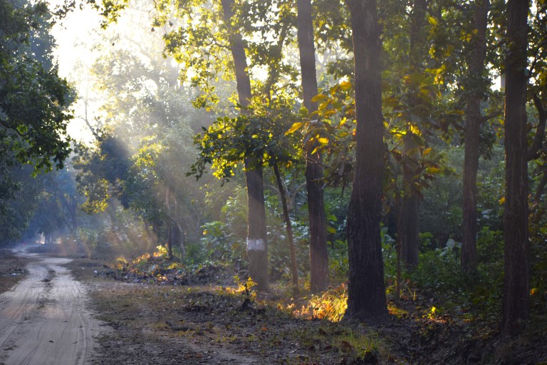 Unleash Your Soul in Bijnor’s Whispering Forests & Soulful Wetlands ...