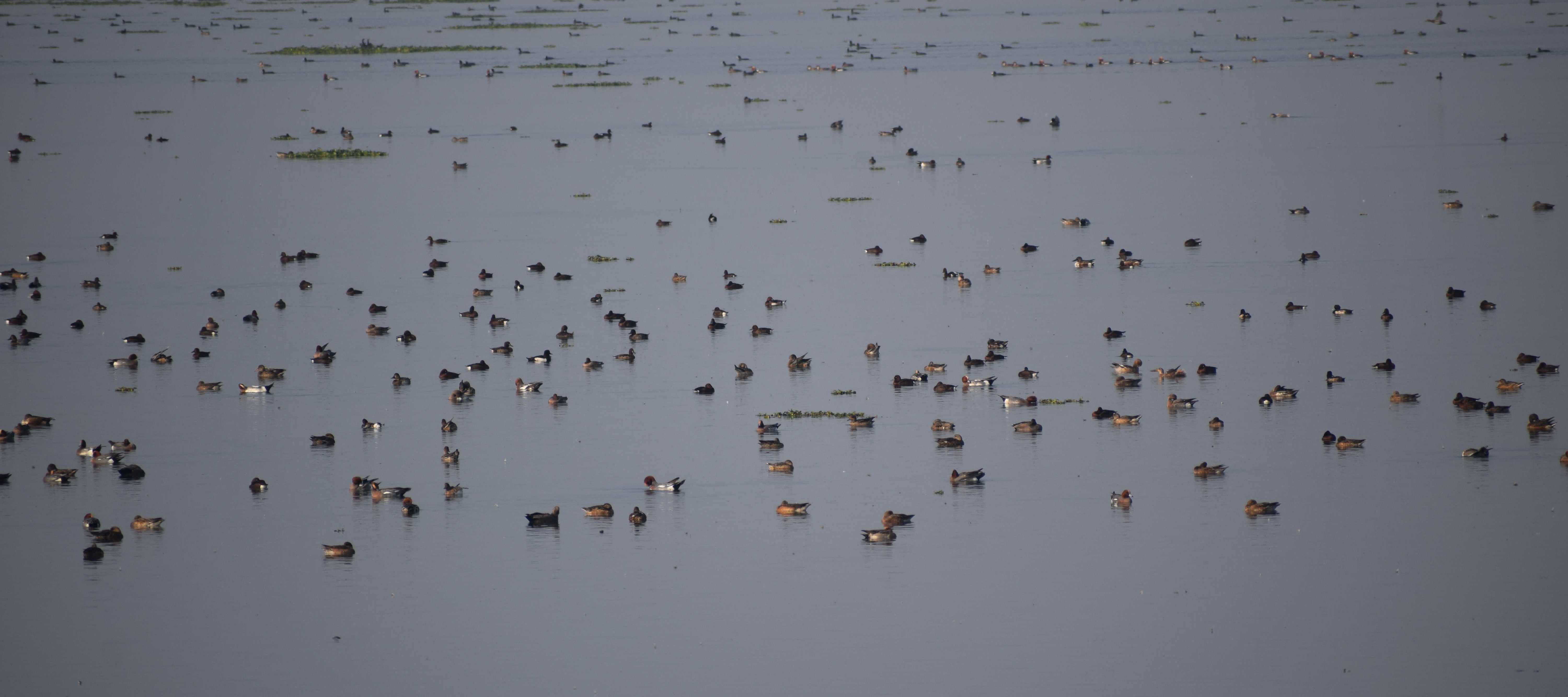 Unleash Your Soul in Bijnor’s Whispering Forests & Soulful Wetlands ...