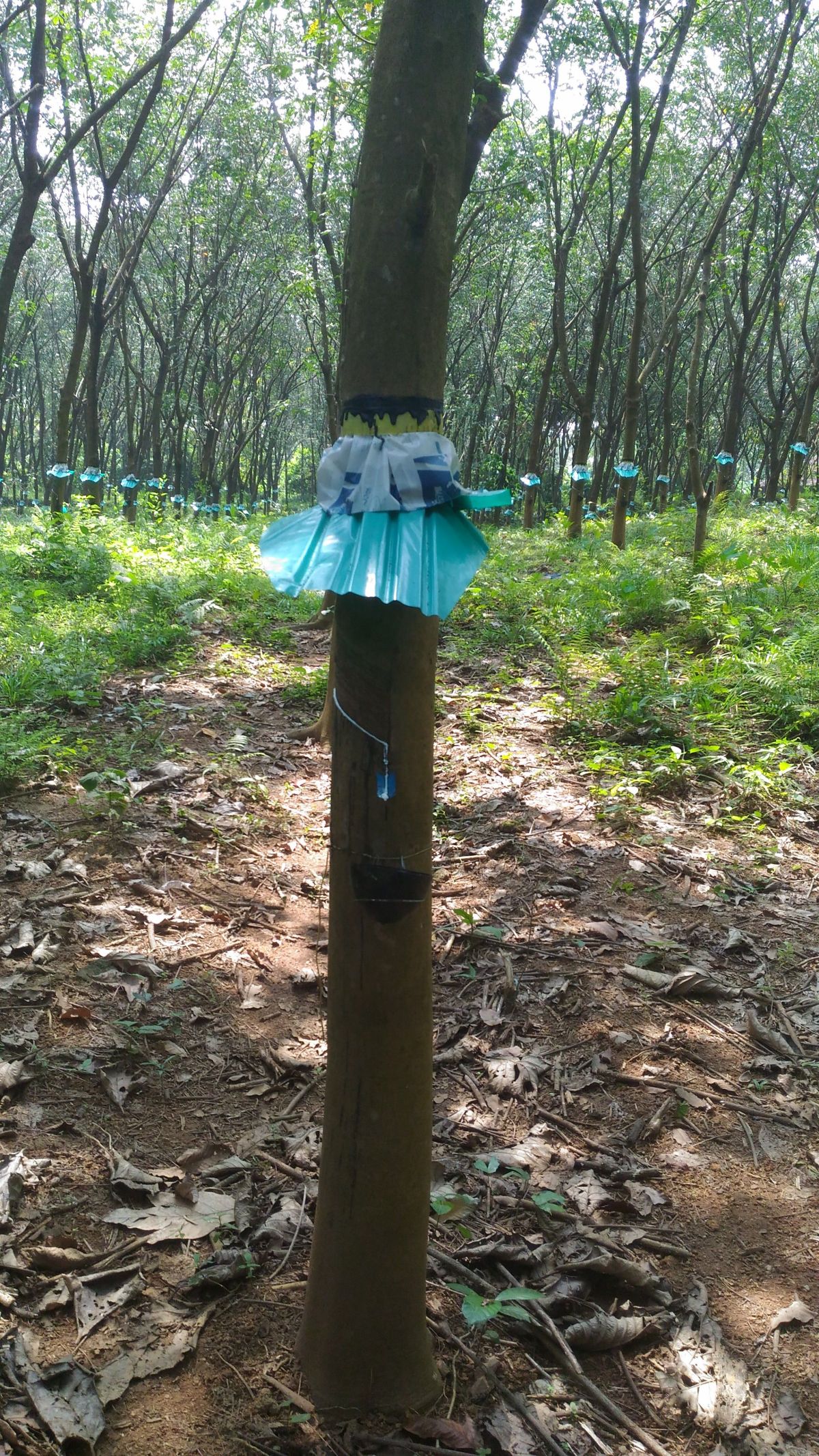 Thattekkad Bird Sanctuary: Birding, Kayaking & Rubber Plantation Walk ...