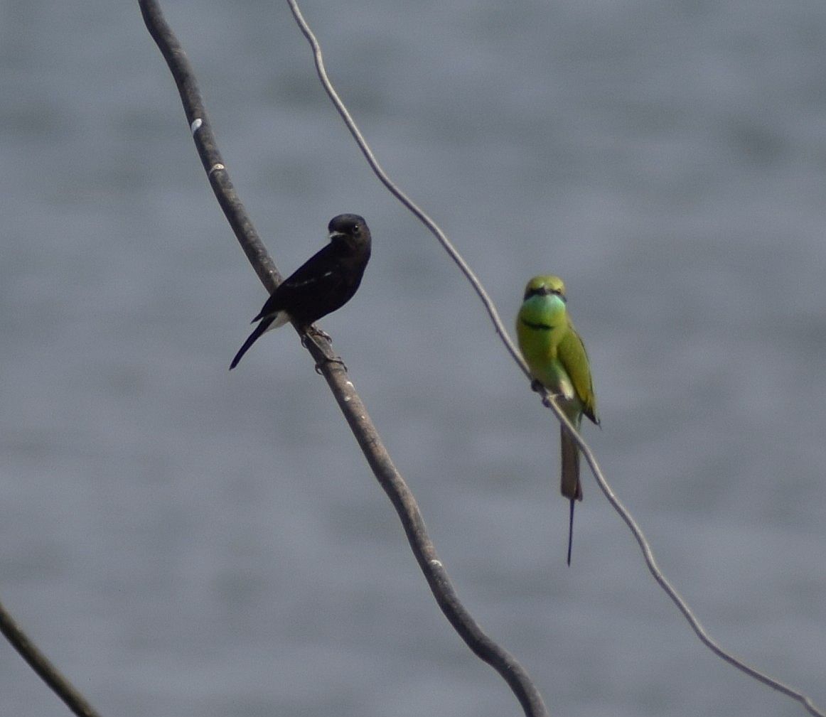 Nashik: Birdwatching, Stargazing & Photography at Gangapur Dam – Queen ...